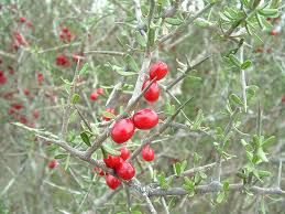 Flora de Puerto Rico Ilustrada Papo Vives: SIMAROUBACEAE CASTELA ERECTA