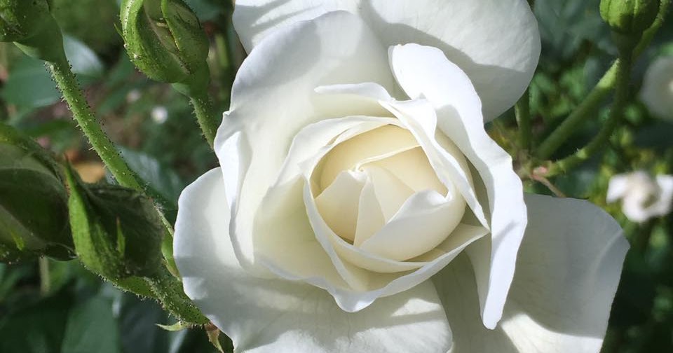 Divagations astéroïdiennes: (223) Rosa, la messagère d'Aphrodite