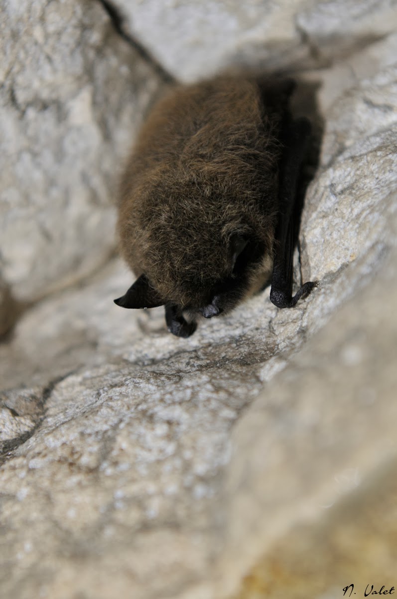 Fauneo: Murin à moustaches