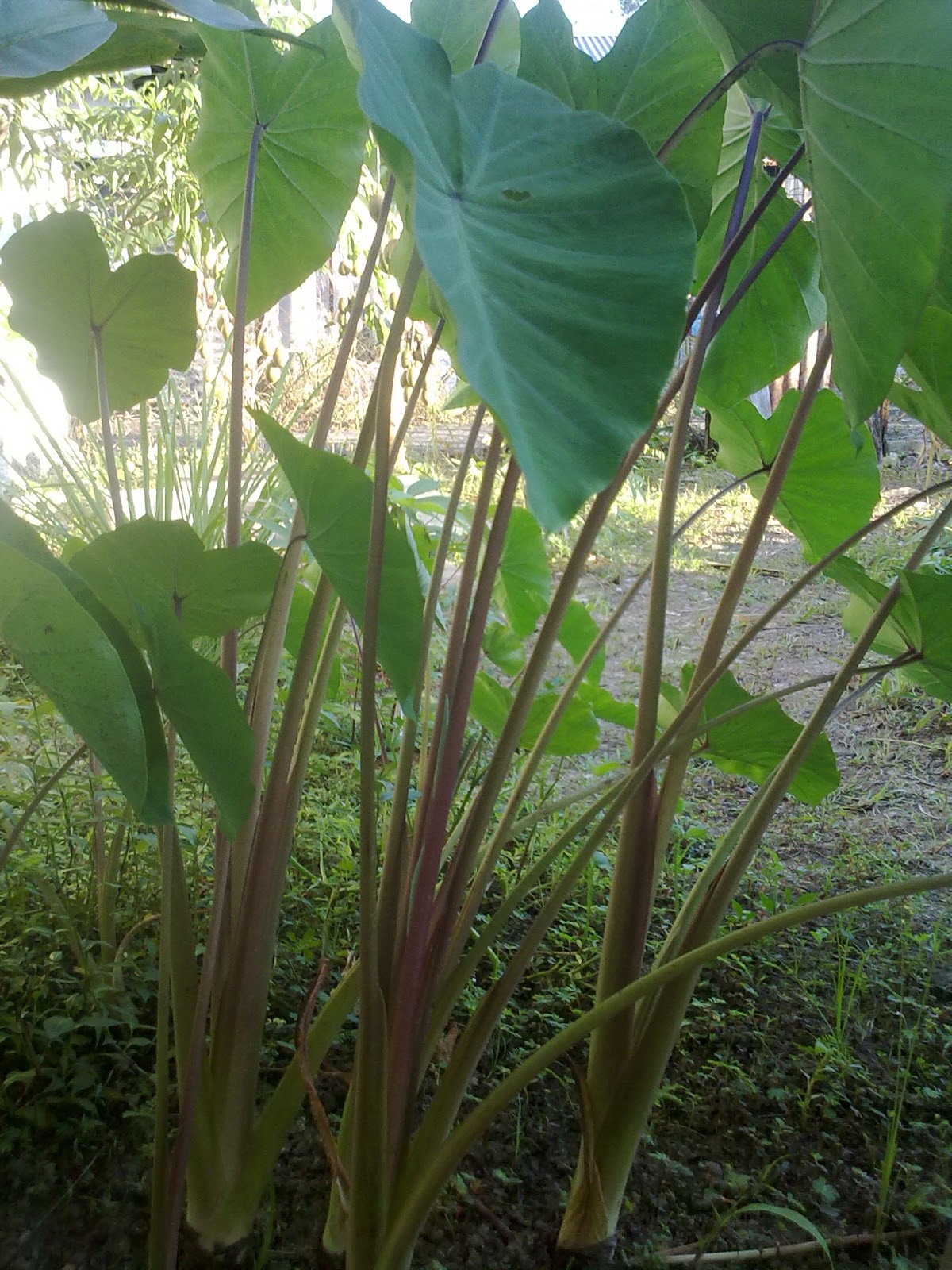 gardening is our passion: keladi lambuk vs keladi biasa