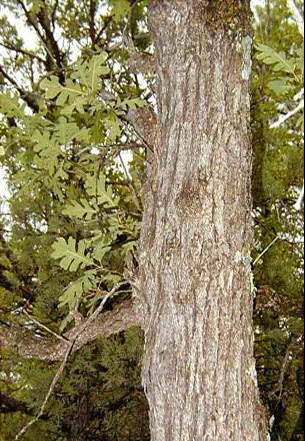 JeffCo Master Gardeners: Winter Identification of Deciduous Trees by ...