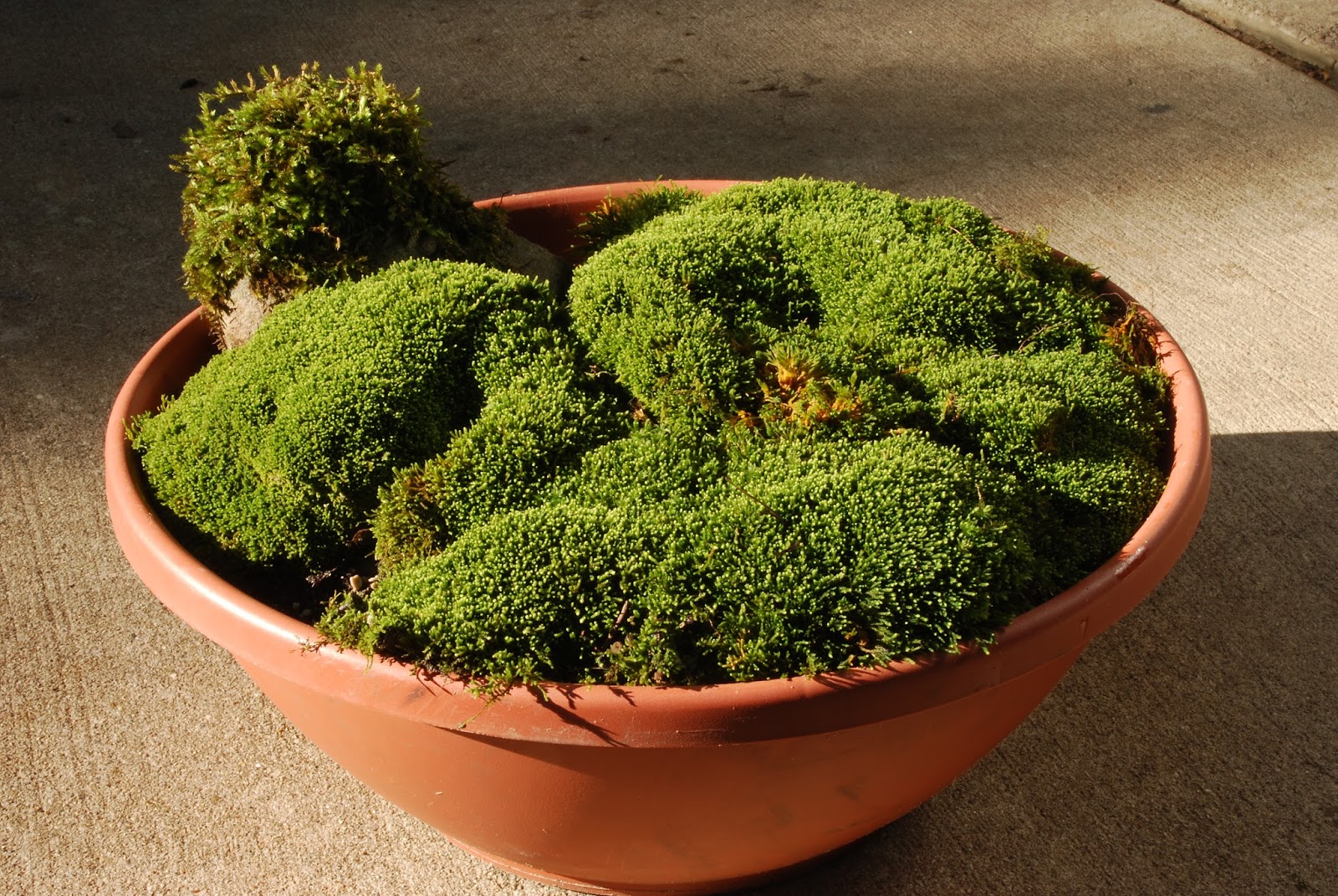Rotary Botanical Gardens - Hort Blog: Mosses In Containers