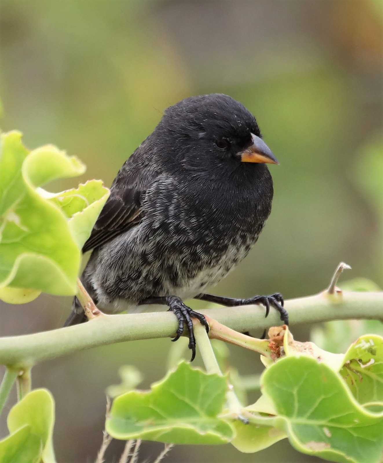 Instantes alados Perú y Ecuador 2018: pinzón mediano de árbol