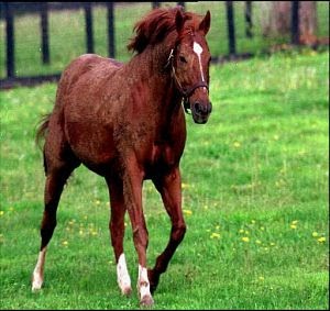 Lawrence Robinson with The Great Red Horse (Secretariat) during his ...
