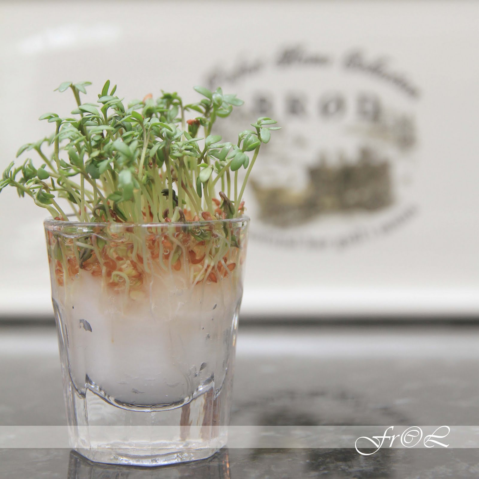 Idyll på landet...: Karse i små glass