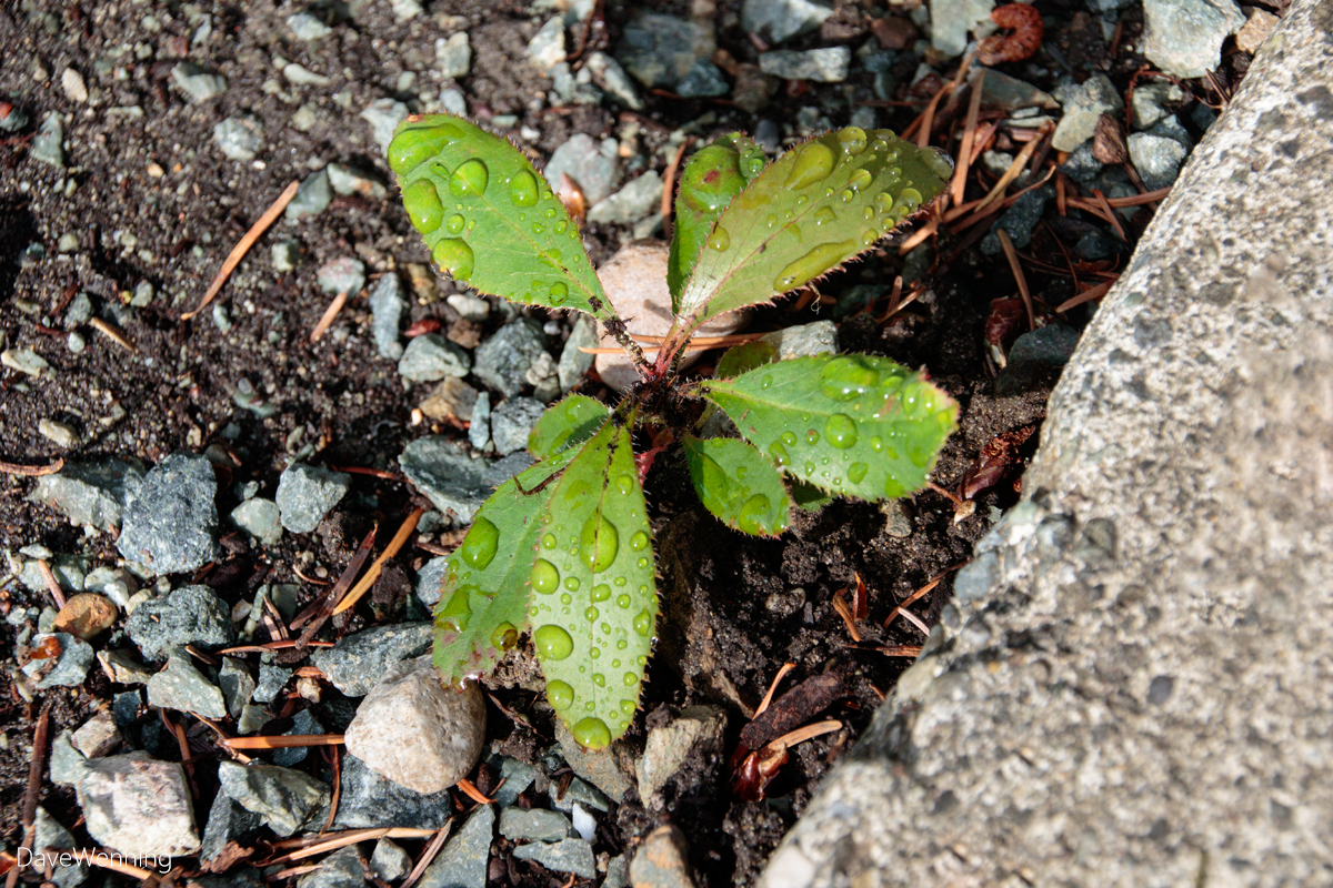 Pacific Madrona: Breaking Rules