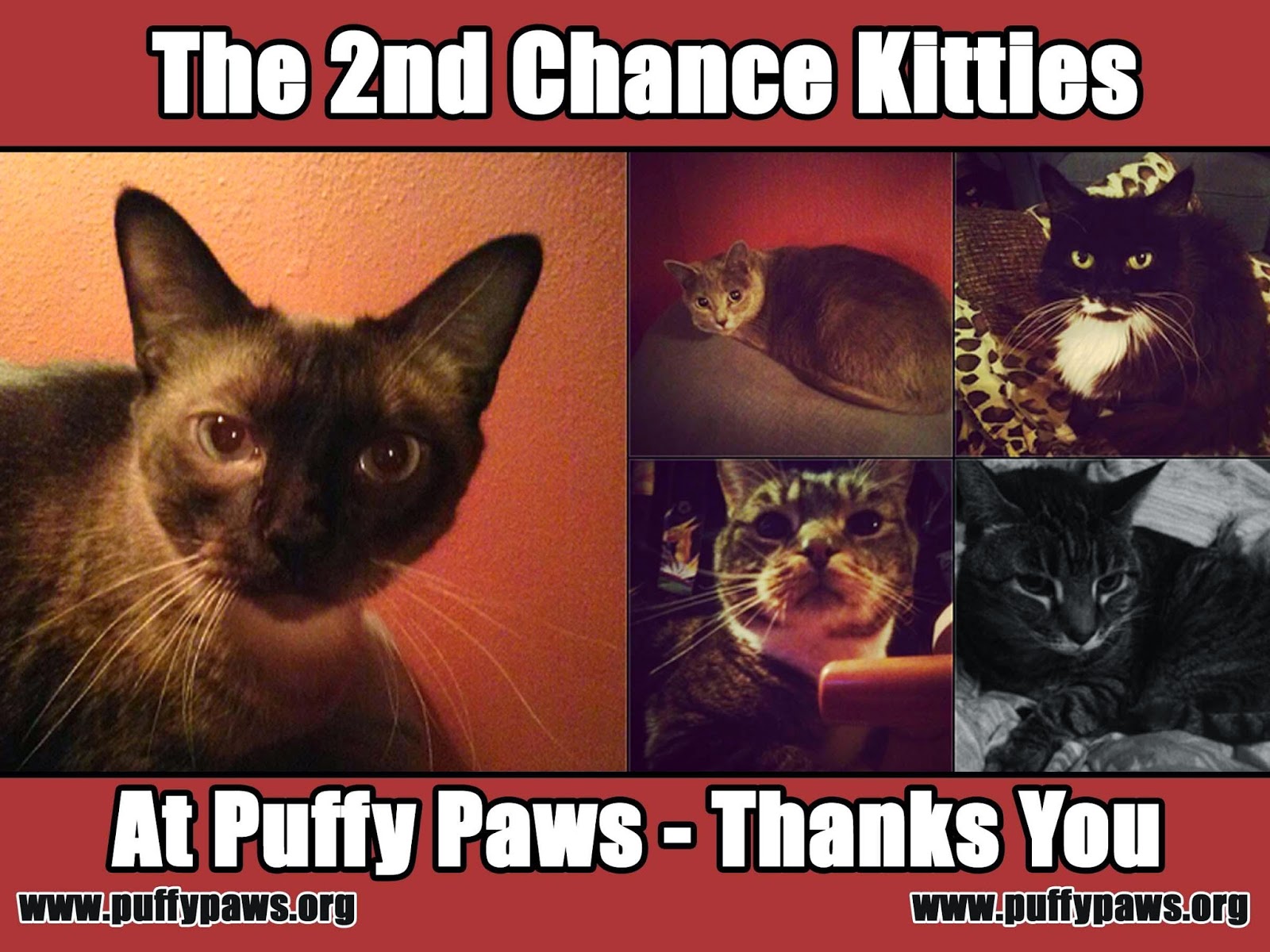 The World's Greatest Cathouse: Thank You. For Your Donation
