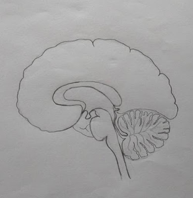 DRAW IT NEAT: How to draw Sagittal section of Human brain