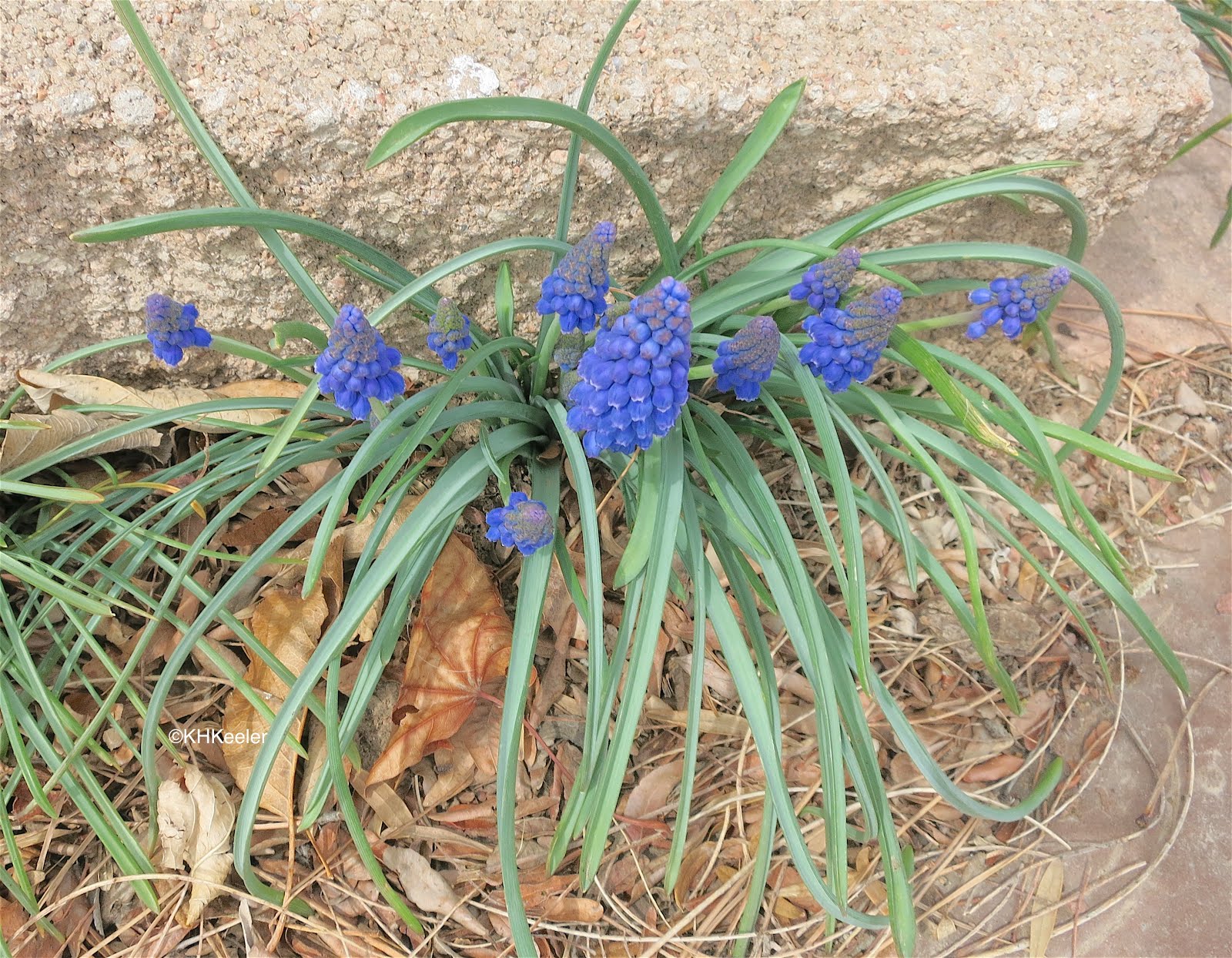A Wandering Botanist: Plant Story-- Grape Hyacinths, Muscari