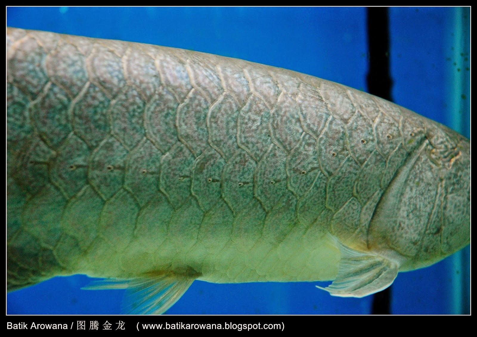 Batik Arowana 图 腾 金 龙: 4 years old Batik Arowana spotted in Xian Long ...
