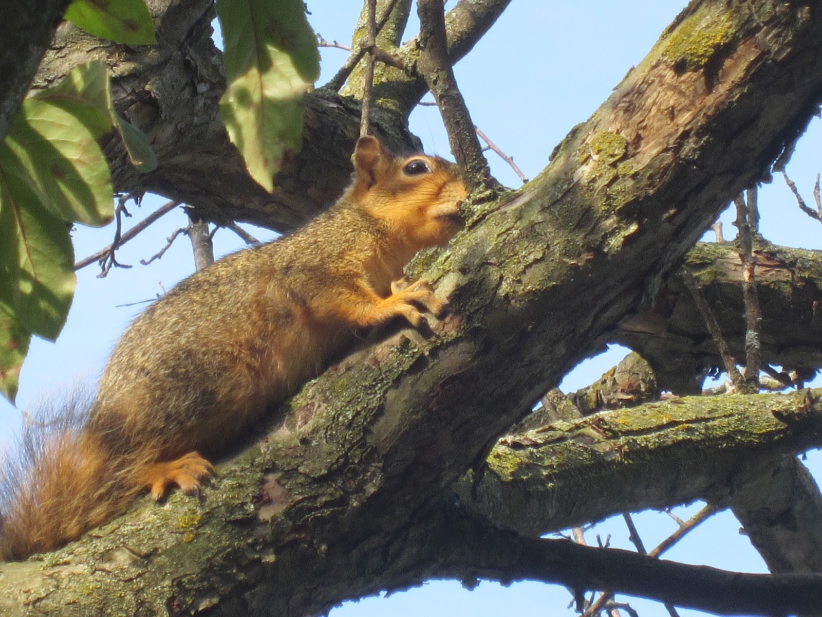 Sawyers Landing: Squirrel watching