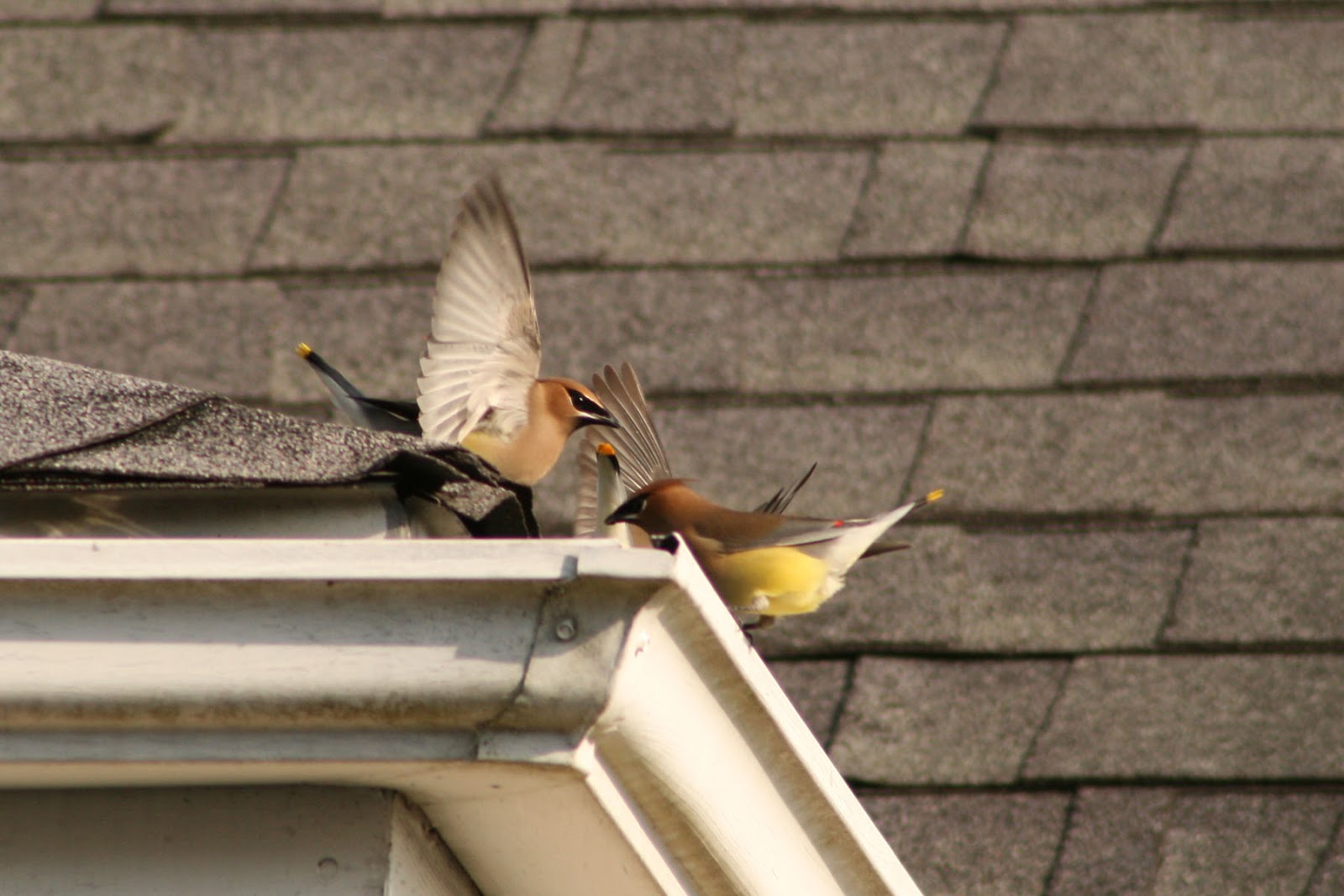 Hipster Birders: Gutter Birds that aren’t Gutter Birds
