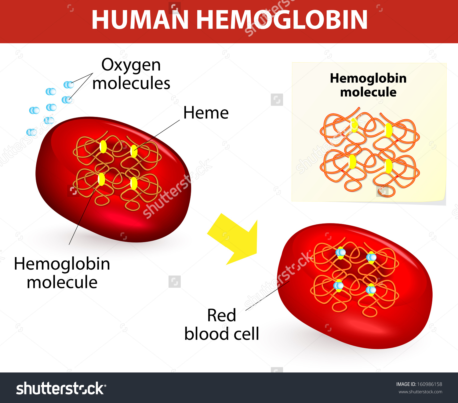 Peran Serta Fungsi Hemoglobin | Sinapu Online