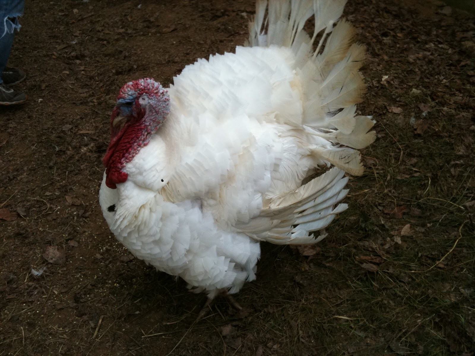 Curly Cues: September 2011