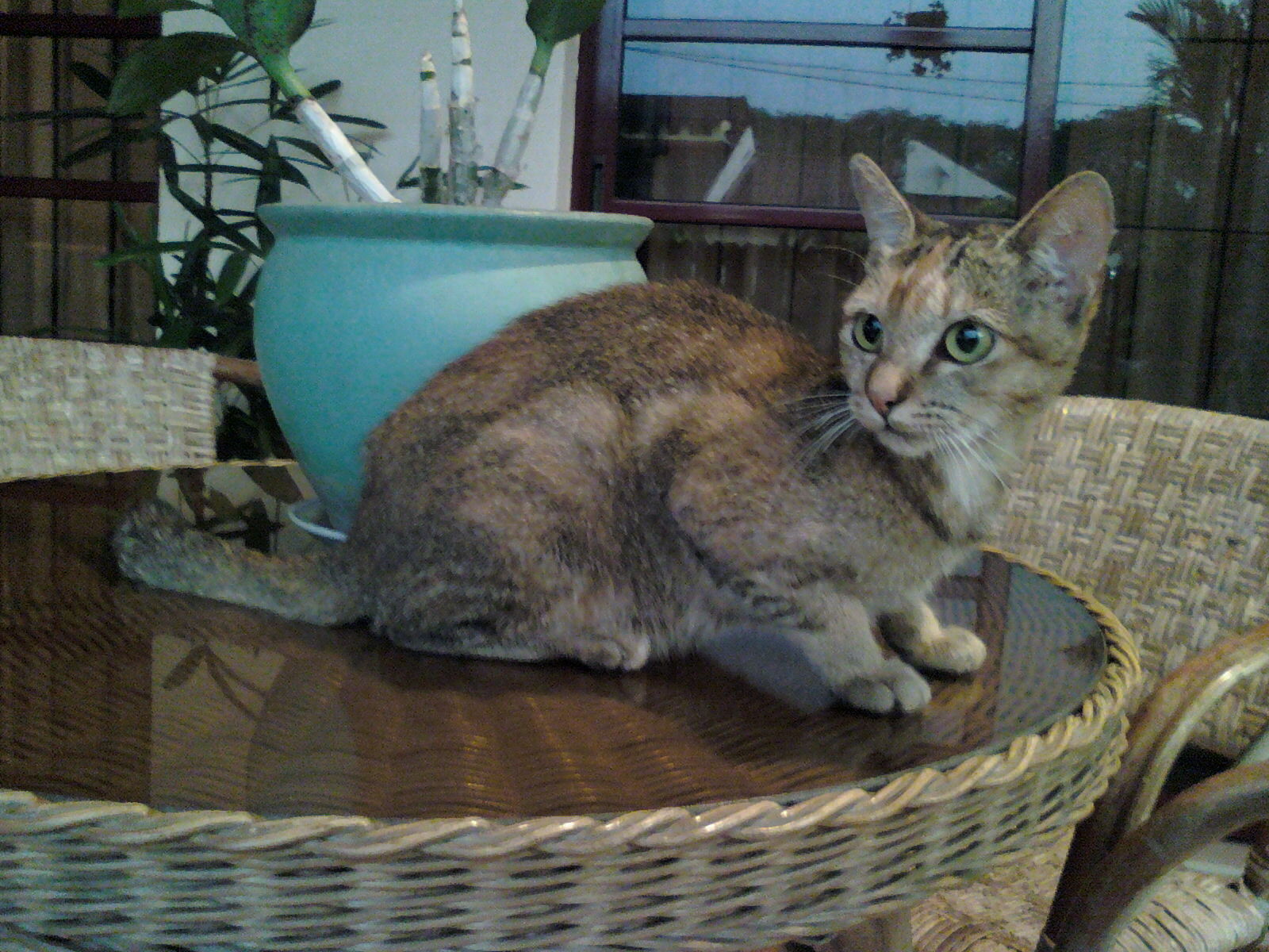 Scrawny, female cat, spayed - AnimalCare