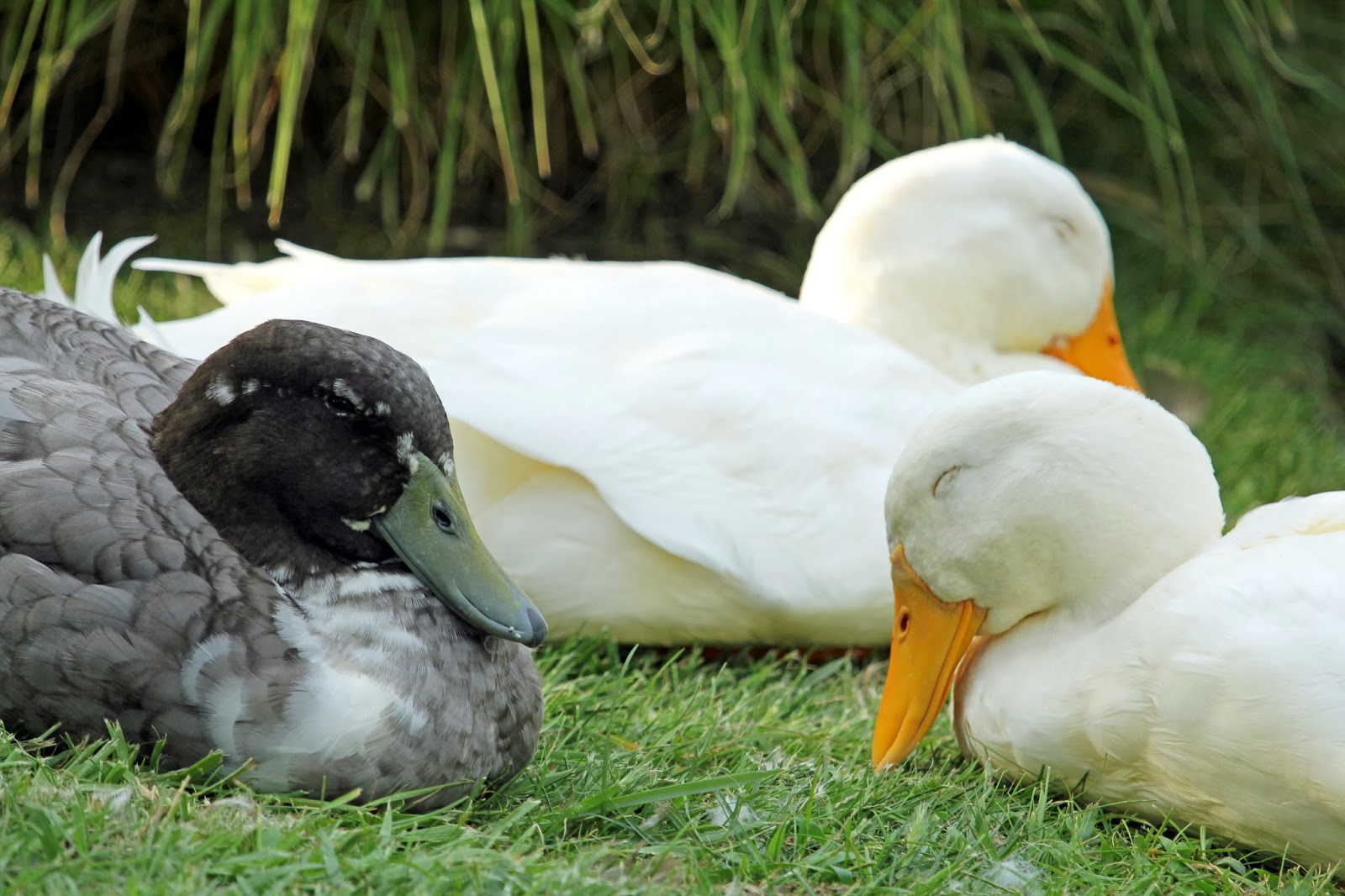 Funke Photos: Duck, Duck, Swan!