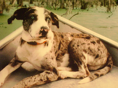 The Catahoula Cow Dog: Catahoula Cur, The Louisiana Cattle Dog