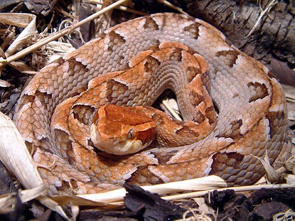 FLORA_FAUNA : Ular Kapak Bodoh