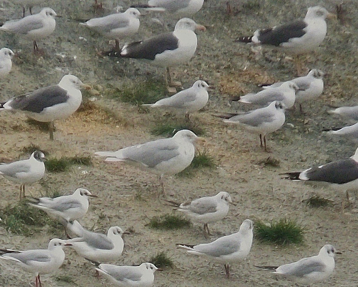 CAMBRIDGESHIRE BIRD CLUB GALLERY: Hybrid Gull