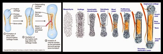 Morfofisiologia - Osteologia: OSIFICACIÓN.