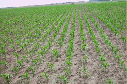 AGROTEC: LABRANZA CERO