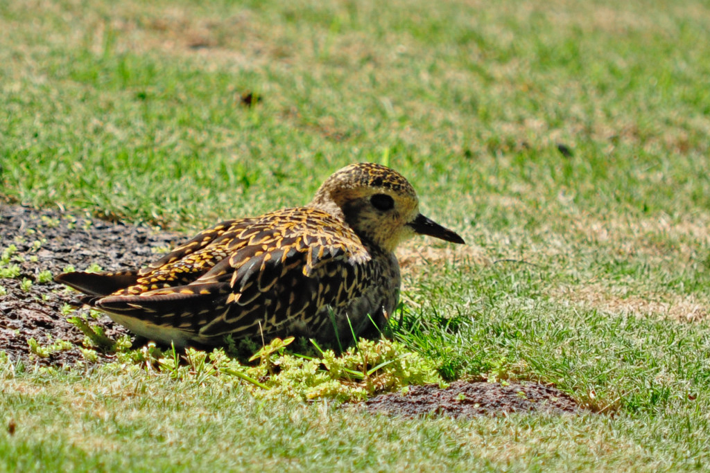Ferd and Beth in Hawaii: Some common birds on Oahu