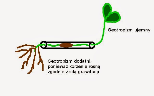 O biologii: REAKCJE RUCHOWE ROŚLIN