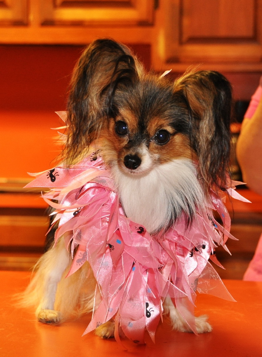 Road's End Papillons : Papillon Halloween Party 2012