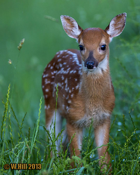 Pennsylvania Wildlife Photographer: Fawns, Woodchucks, and an Equipment ...
