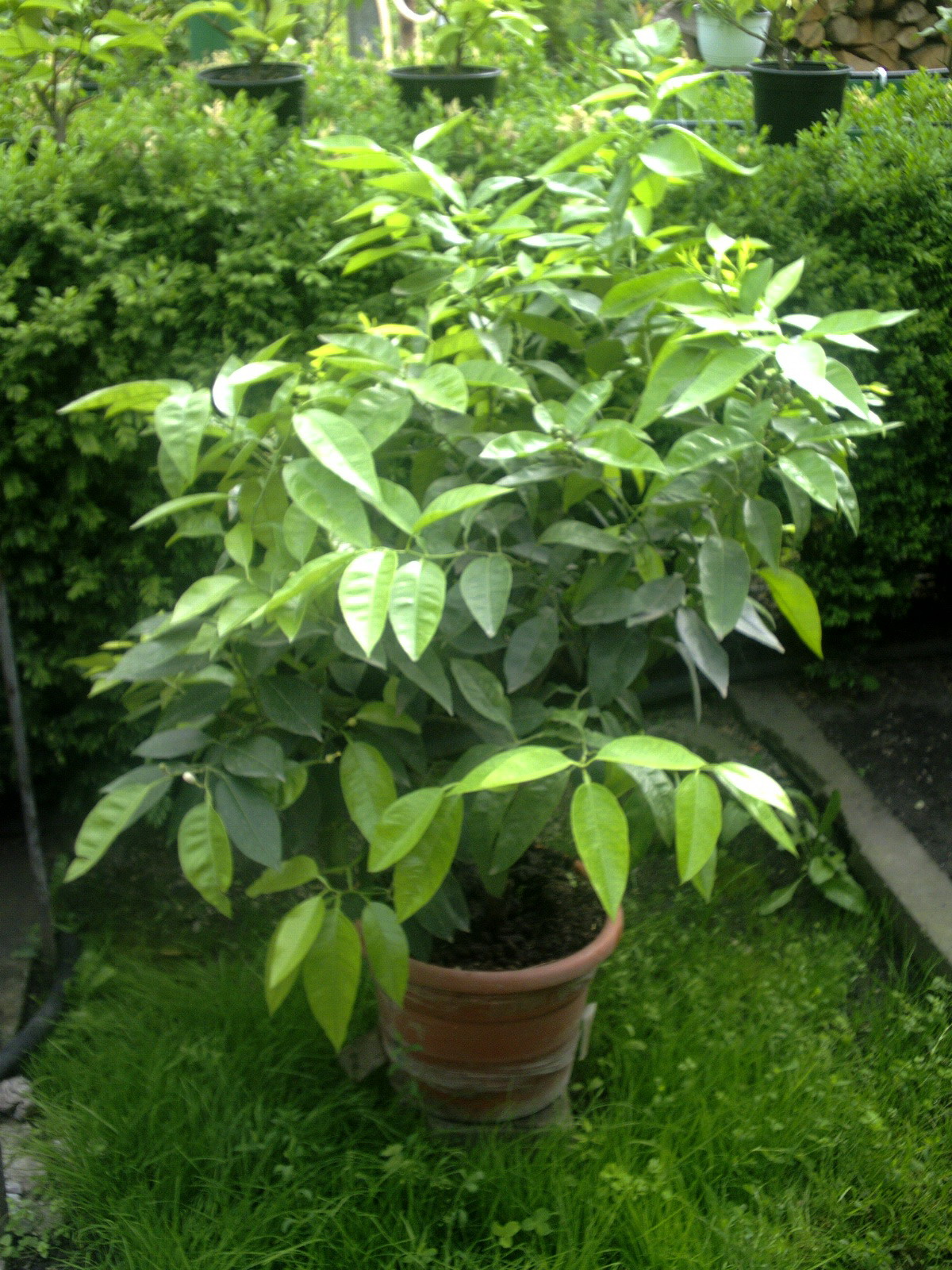 Plante Exotice: Portocal pe rod