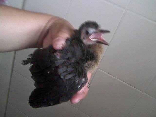 Alimentación de Quiscal o Zanate (Quiscalus mexicanus)