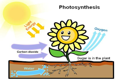 Teaching the Kid: Photosynthesis and Respiration