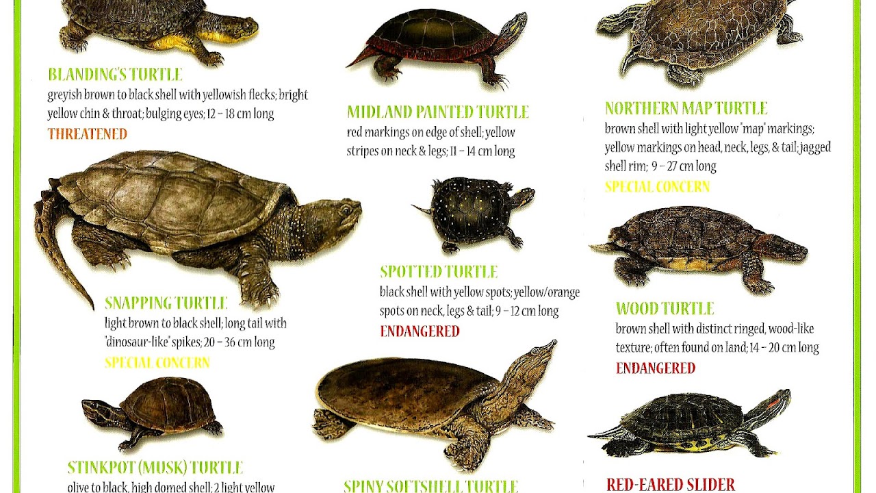 Endangered Turtle Species List - Danger Choices