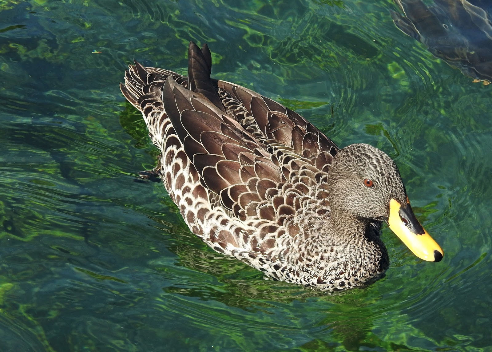 BIRDWALKERMONDAY: 14-10-2015 VALENCIA BIOPARC - YELLOW BILLED DUCK ...