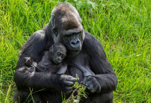 Animale Salbatice Din Junglă și Deșert | WORLD ANIMALS