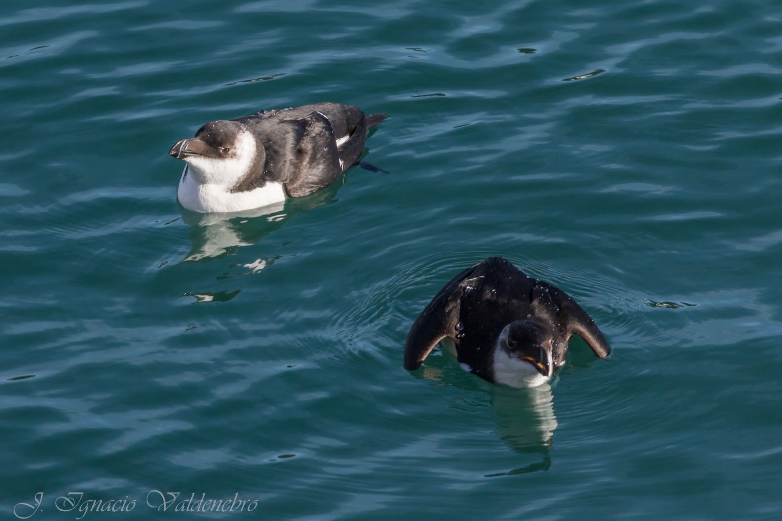 DocNatureBlog: El pingüino europeo. Alca Común (Alca torda). Alca Monxa.