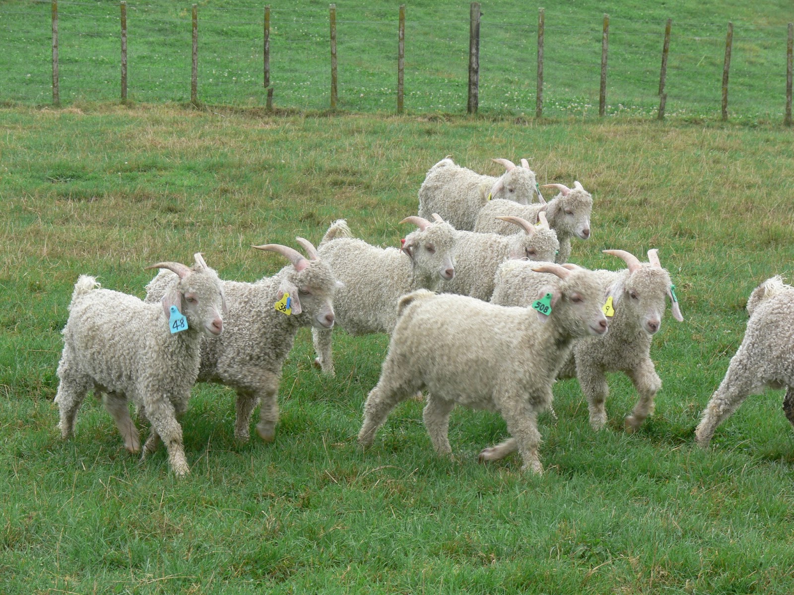 Woolshed 1: New Zealand farming. Goats – Glossary of terms.