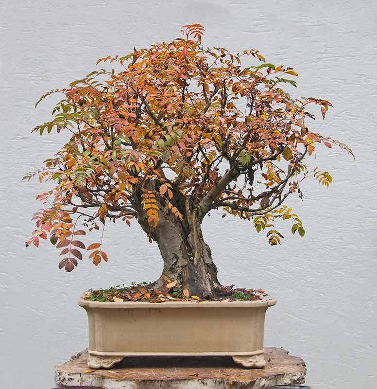 Walter Pall Bonsai Adventures: Rowan #1