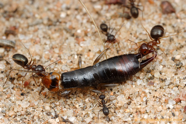 Melophorus – Variety of Life