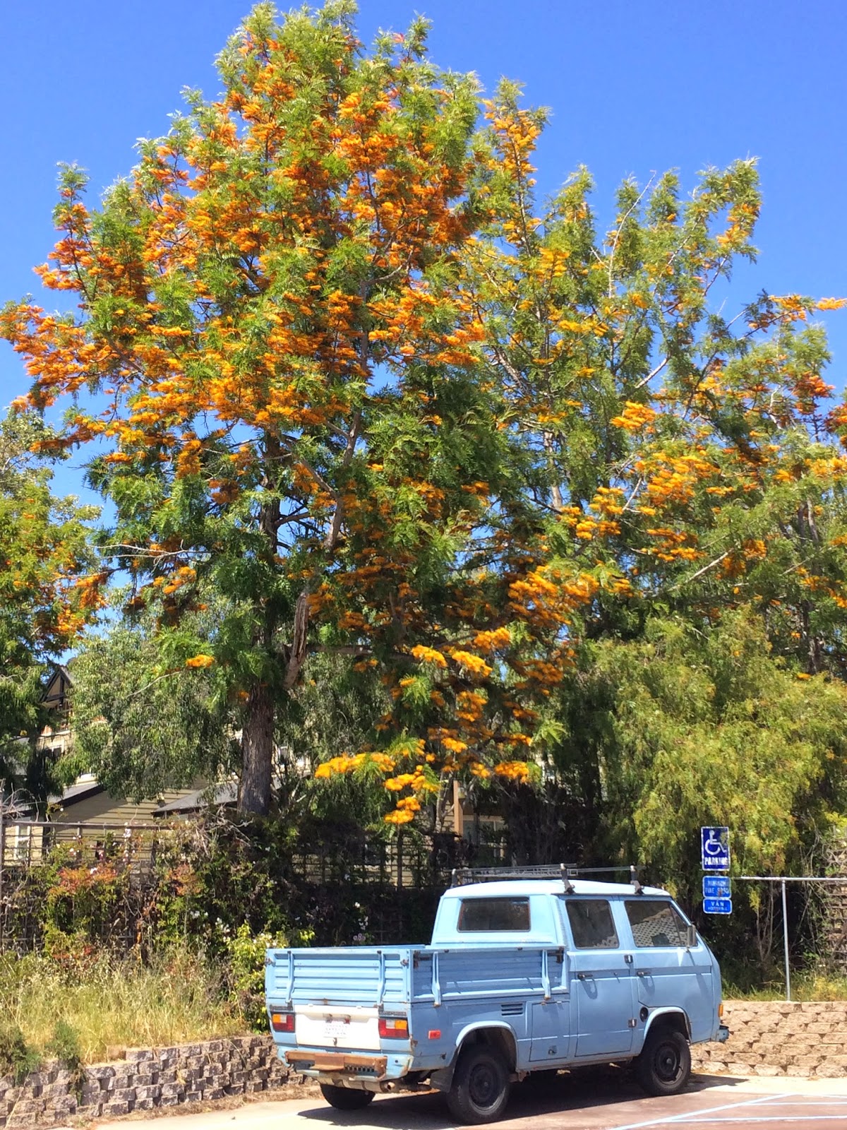 Trees of Santa Cruz County: Grevillea robusta - Silk Oak