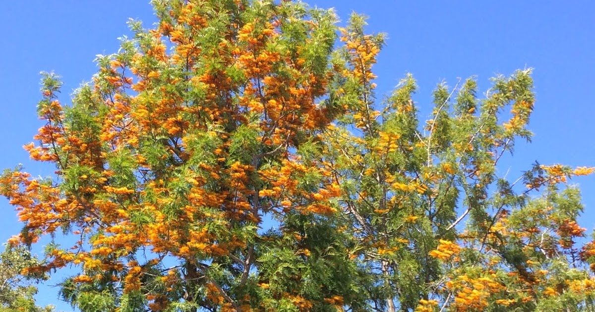 Trees of Santa Cruz County: Grevillea robusta - Silk Oak