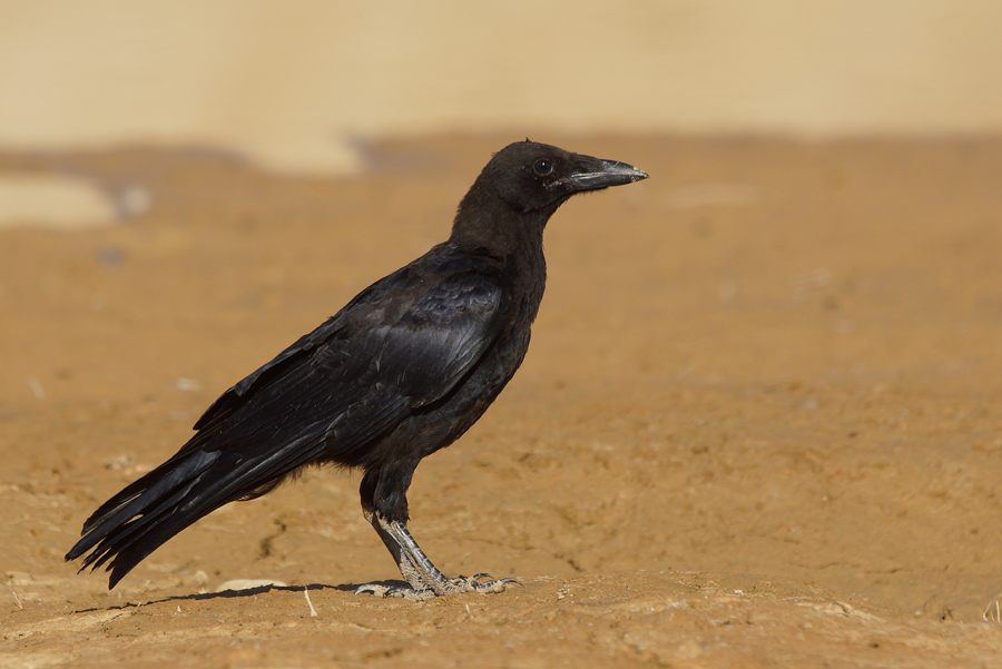 Pasión por las aves: Corneja,(Corvus corone)