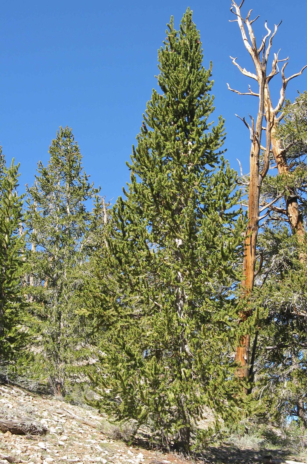 In the Company of Plants and Rocks: but there s life in the old dame yet