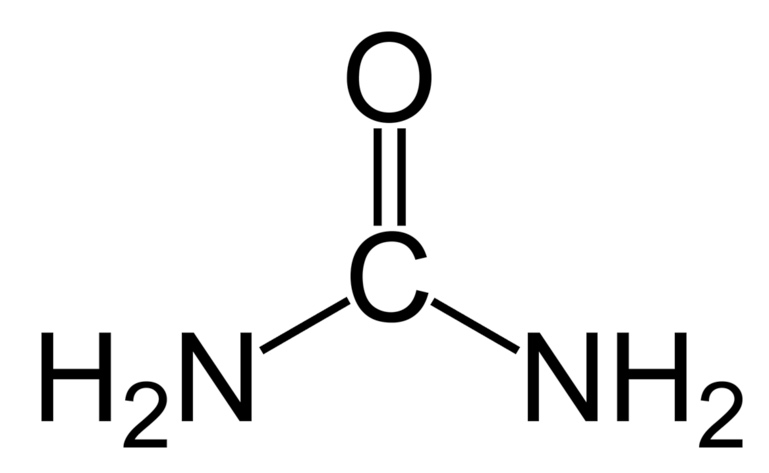 Intermediate Physics for Medicine and Biology: Urea