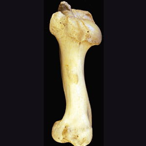 Shivaya Stone: Hueso de Vaca Propiedades