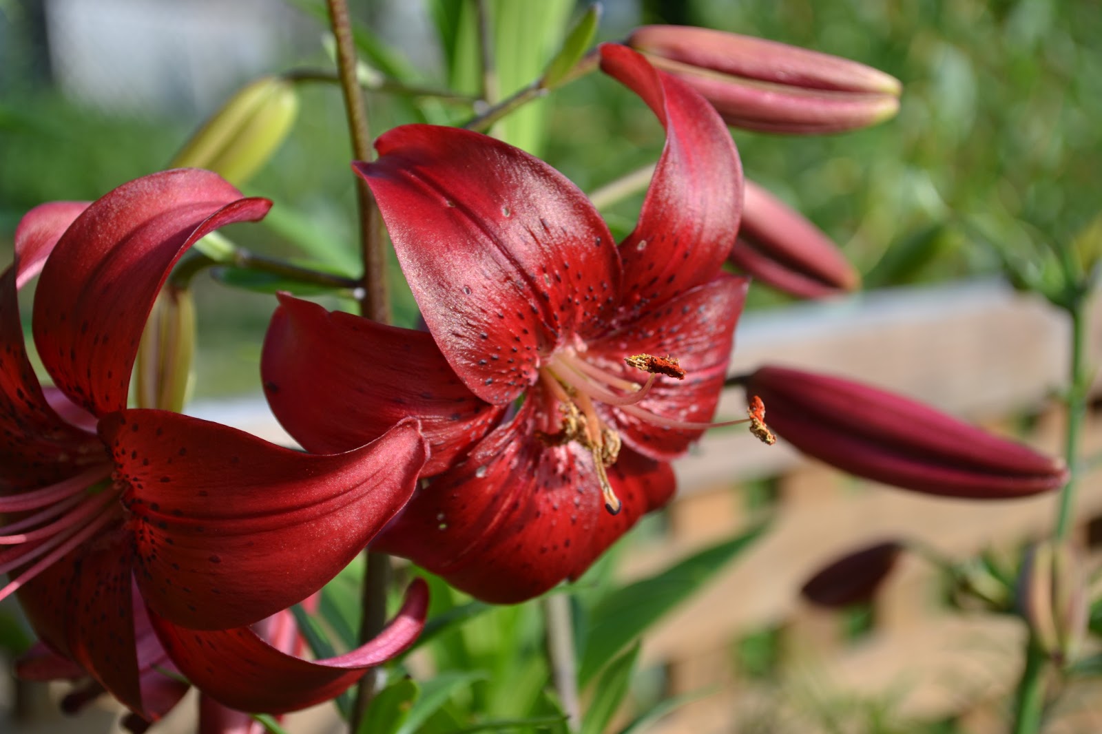 Sodo Stilius: Naujos raudonos lelijos