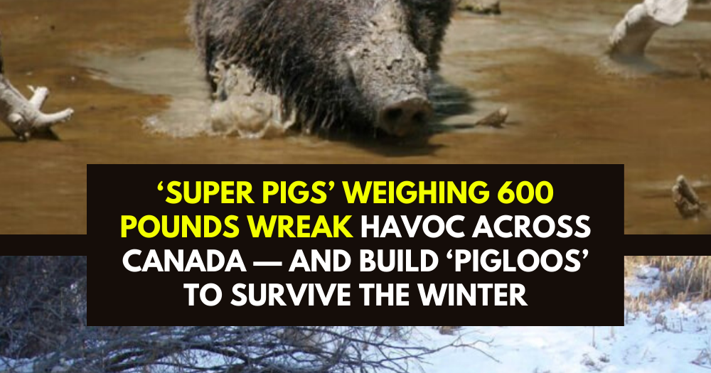 ‘Super Pigs’ Weighing 600 Pounds Wreak Havoc Across Canada — And Build ...