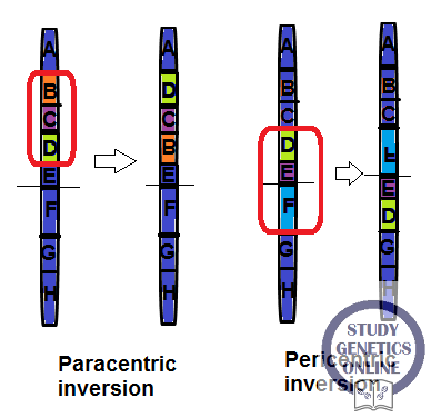 Inversion mutation