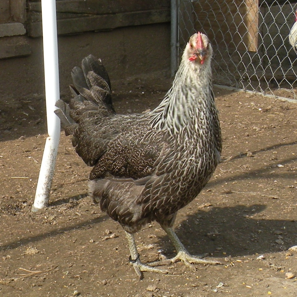 Iowa Blue Pullets