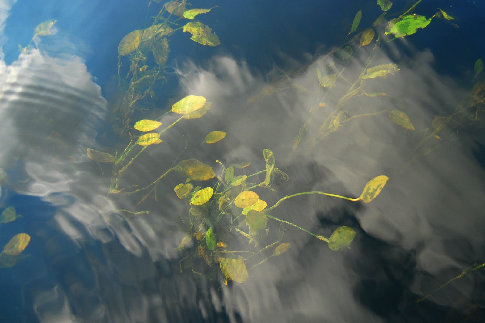 Delta Dunarii: Flora